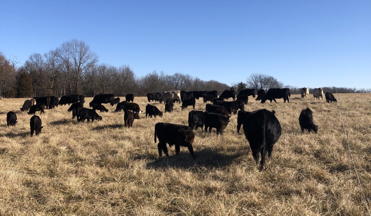 Grass-Fed Beef | Cope Grass Farm