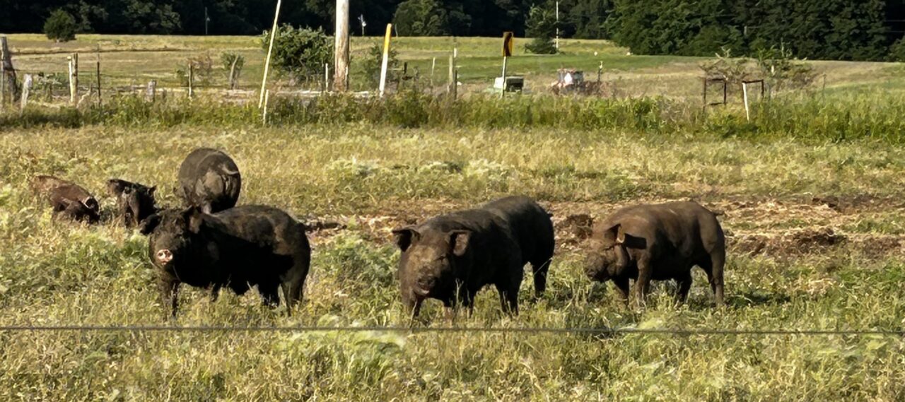 Acorn & Grass-Fed Pork – Cope Grass Farm