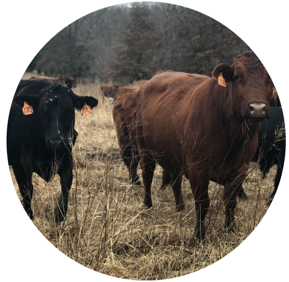 About Cope Grass Farm – Cope Grass Farm